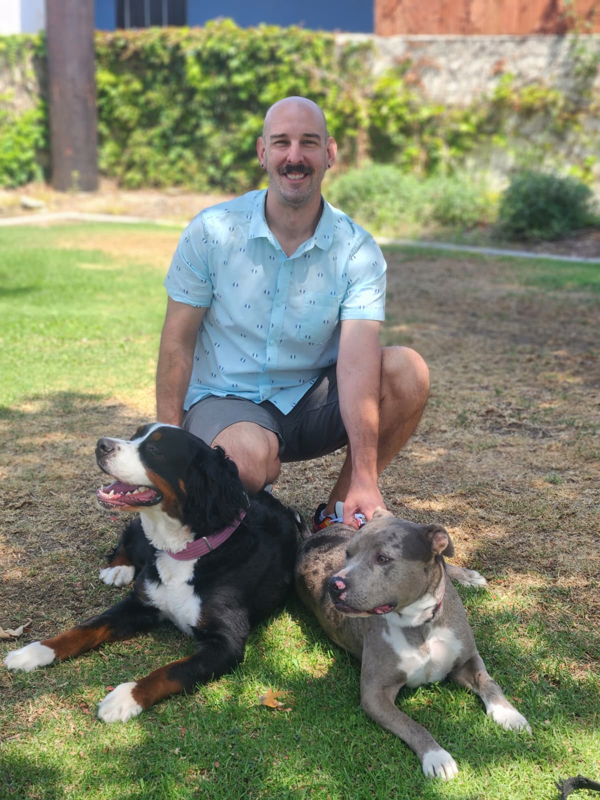 Port of LA Animal ER - Emergency & Urgent Care for Dogs & Cats ...